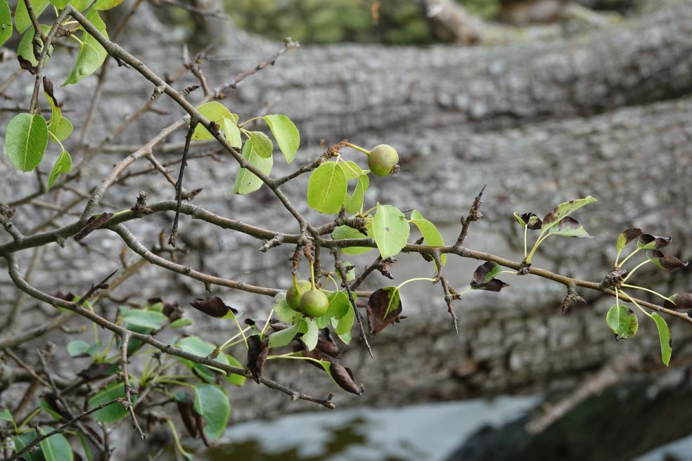 Extreme droogte? Deze planten houden stand én helpen de natuur | Otheo