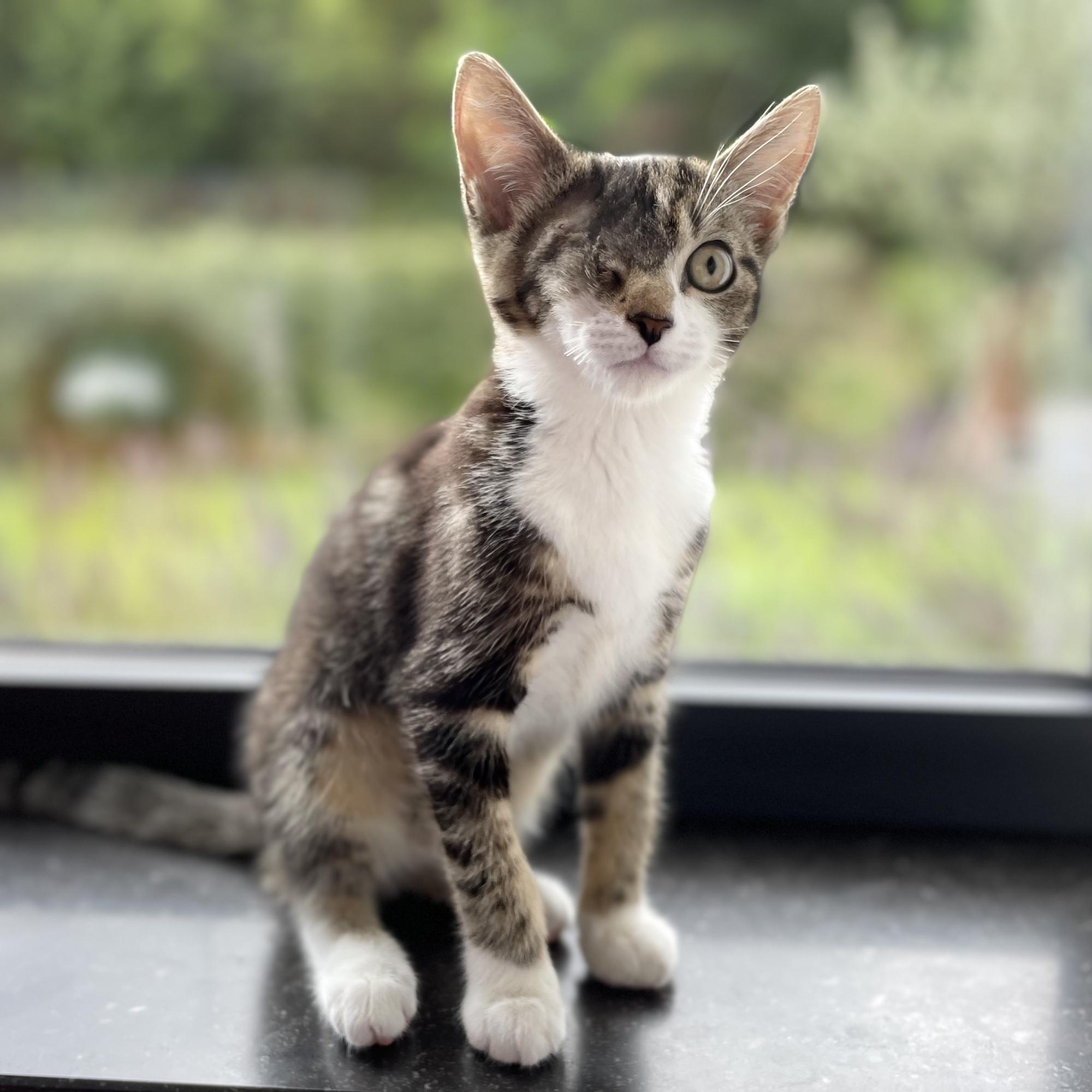 ‘Coco en de kat’ - Lieve Wouters [column] | Otheo