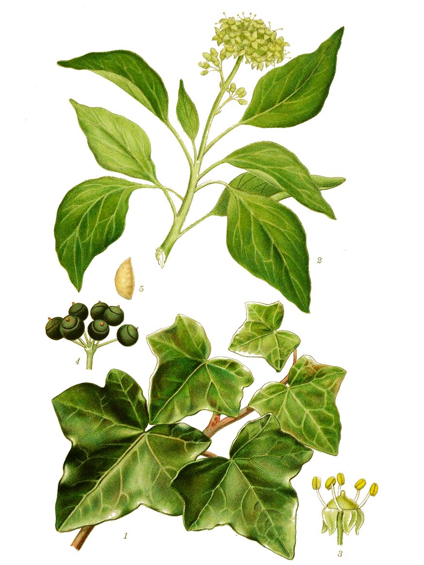 Klimop, Hedera helix: goed voor de natuur, je ziel en de was | Otheo