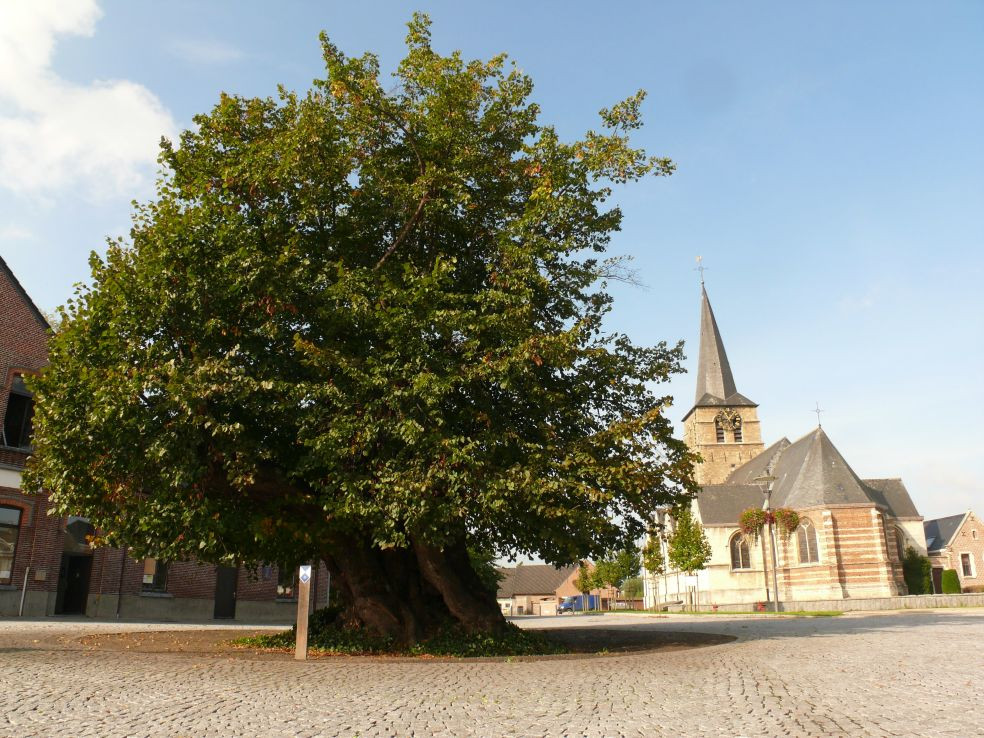 Eeuwenoude lindes getuigen in stilte van dorp en devotie | Otheo