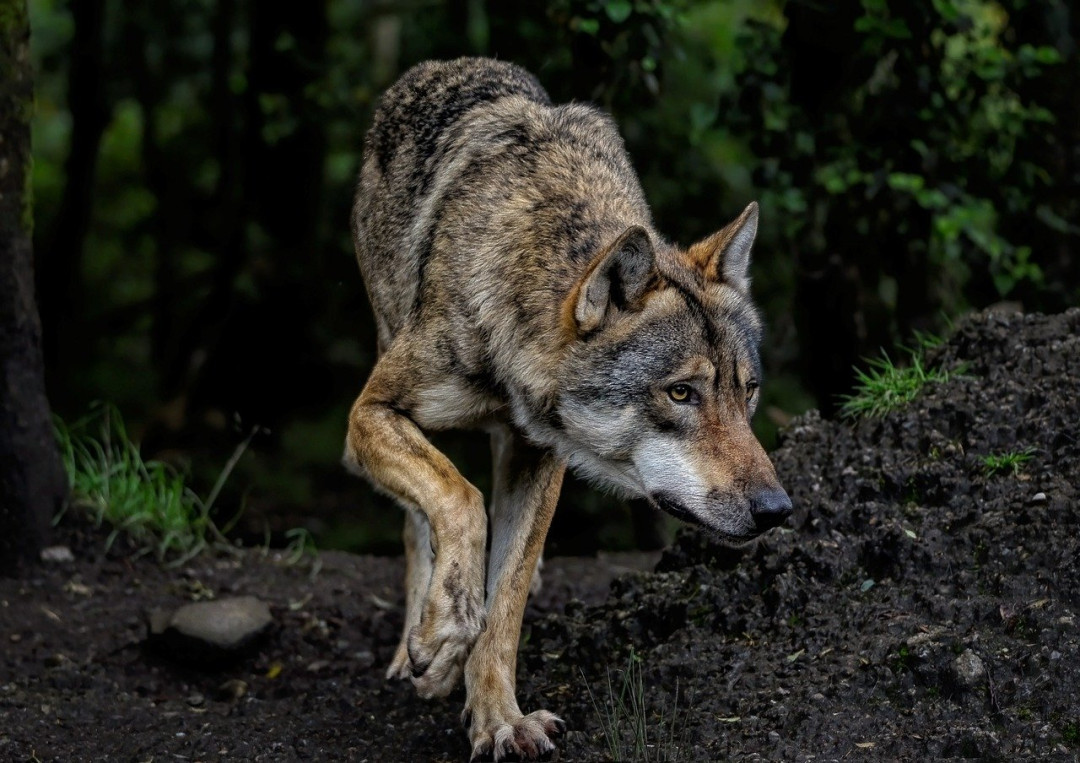Woordkracht - Bang voor de wolf [blog] | Otheo
